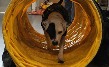 Paws for Progress | The Dog Training Rehabilitation Programme