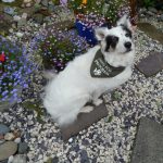 Paws for Progress | The Dog Training Rehabilitation Programme