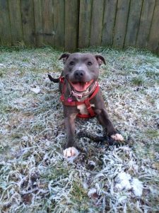 Paws for Progress | The Dog Training Rehabilitation Programme