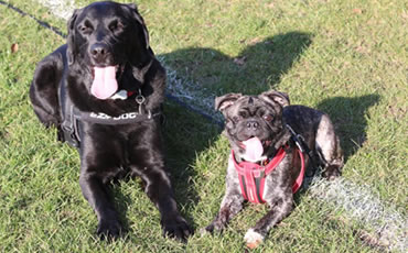 Paws for Progress | Unleashing Potential, Improving Lives