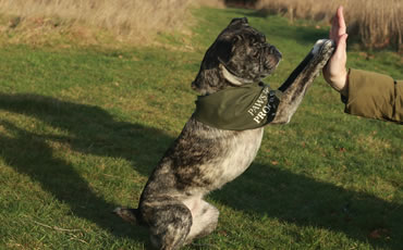 Paws for Progress | Unleashing Potential, Improving Lives