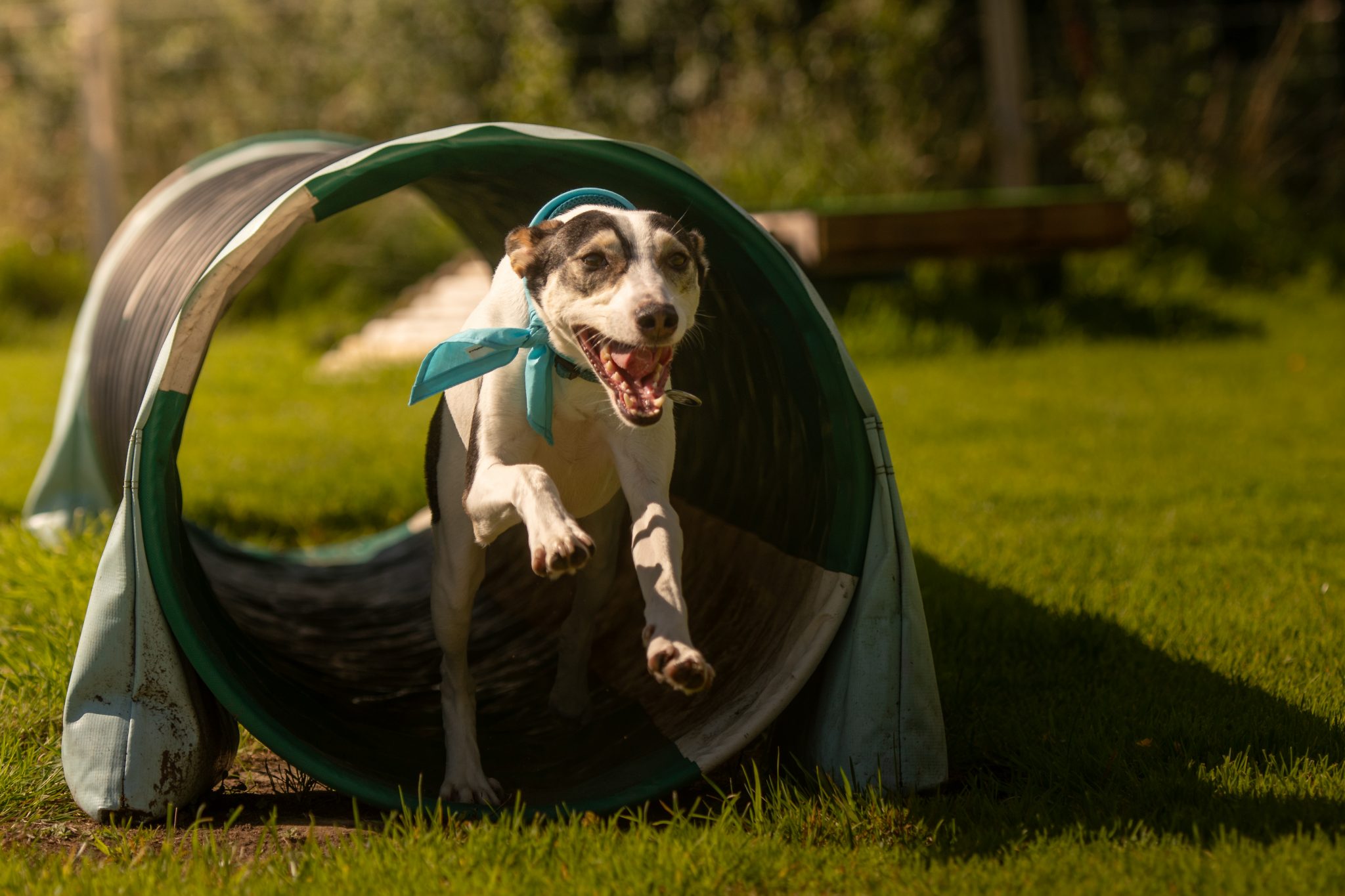 Paws in the community | Paws for Progress